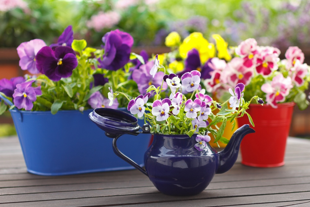 6 fantastic plants for spring pots - Henry Street Garden Centre