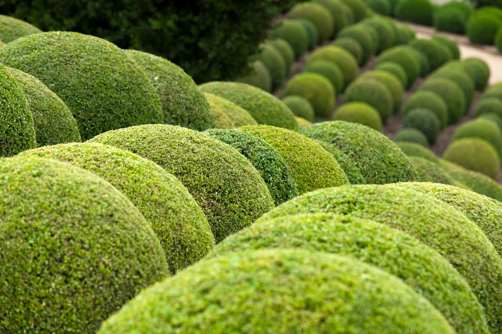 How to grow topiary - Henry Street Garden Centre