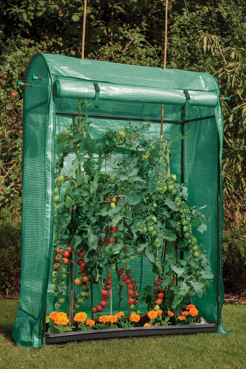 GI Premium Tomato Growhouse - Henry Street Garden Centre