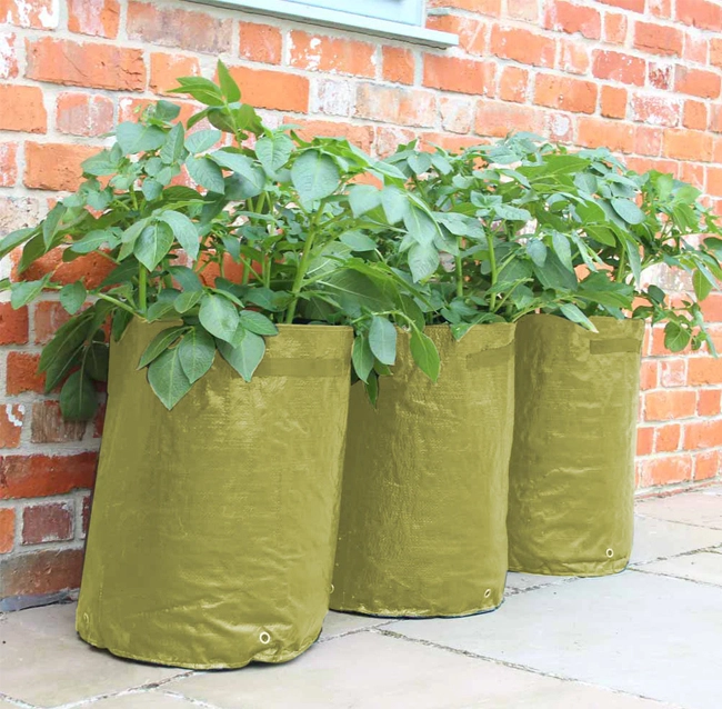 Potato Patio Planter X 3 - Henry Street Garden Centre